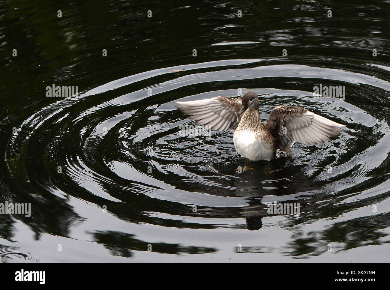 Dresden, Germany. 31st July, 2016. A duck on the water at the palace ...