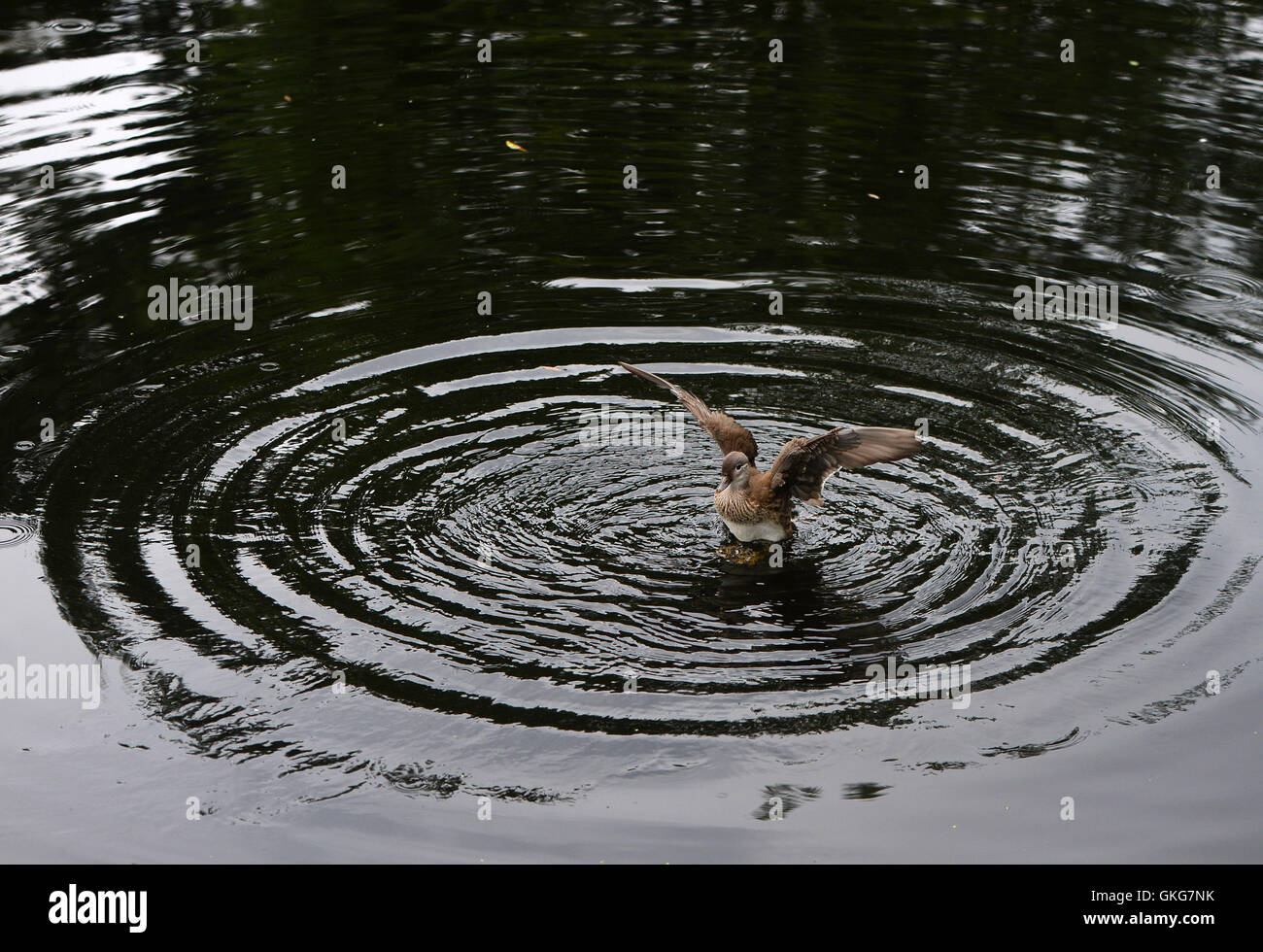 Dresden, Germany. 31st July, 2016. A duck on the water at the palace ...