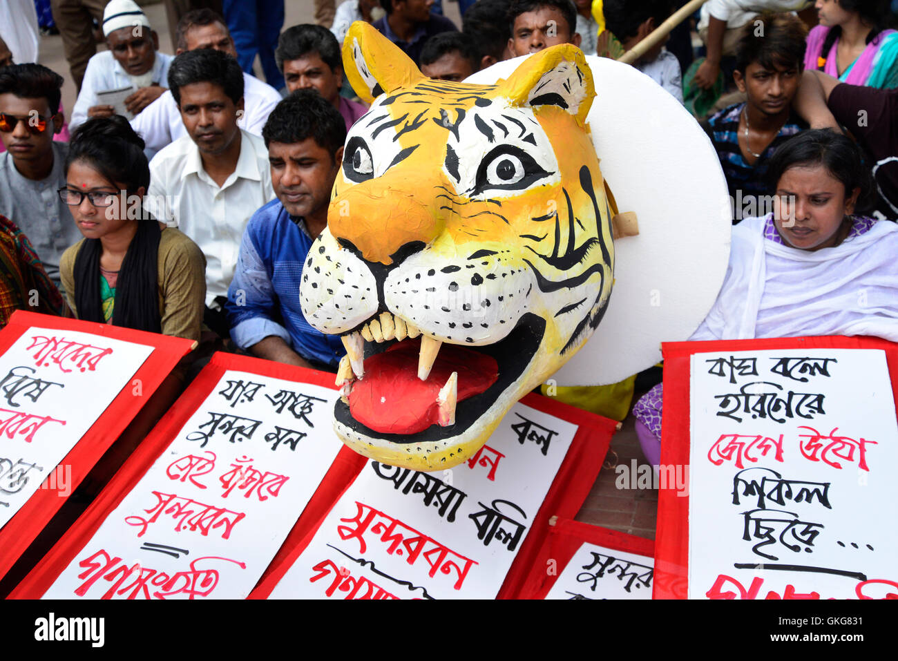 Bangla tigers hi-res stock photography and images - Alamy