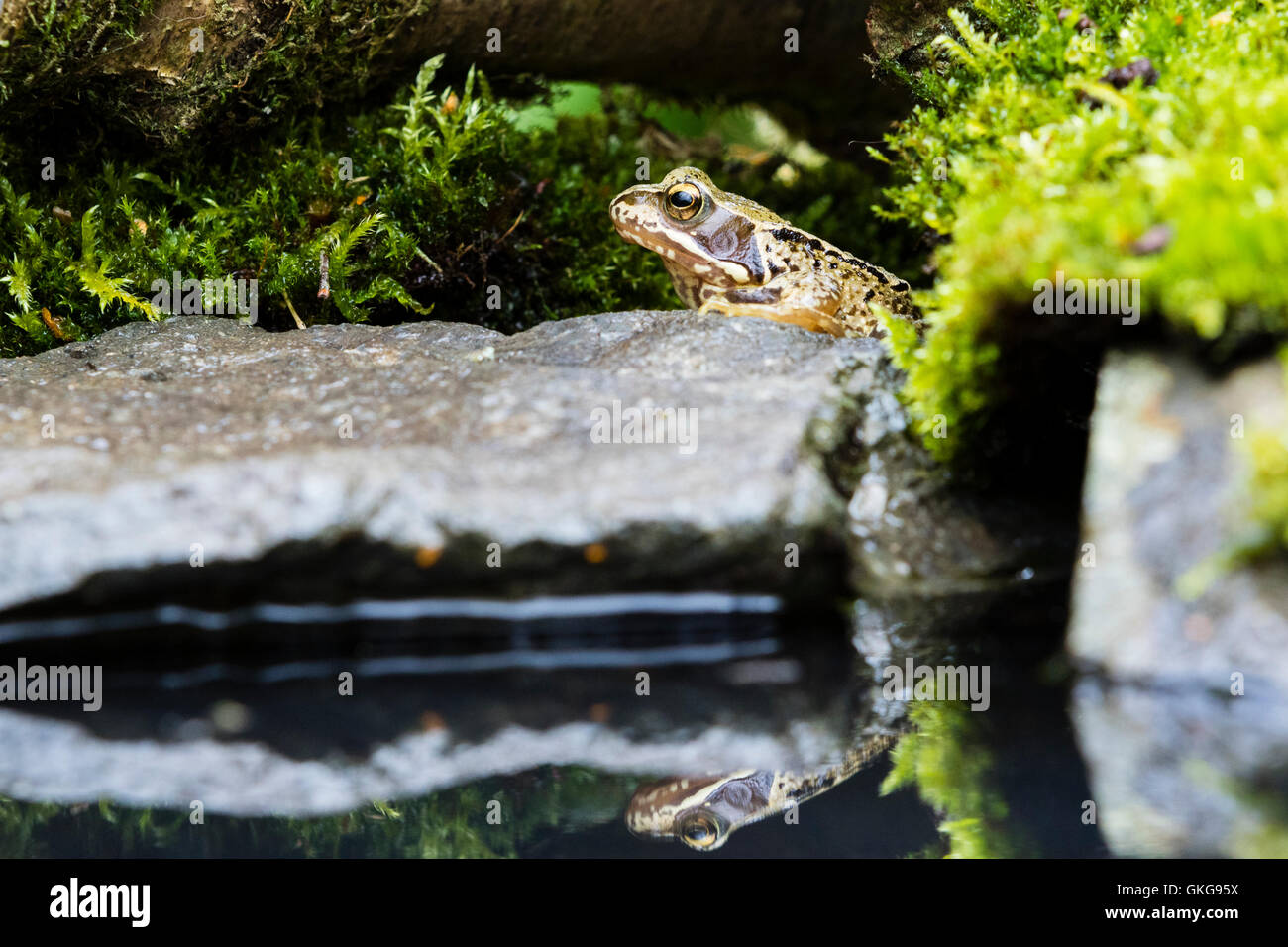 A common frog in a small pool of water in a garden Stock Photo - Alamy