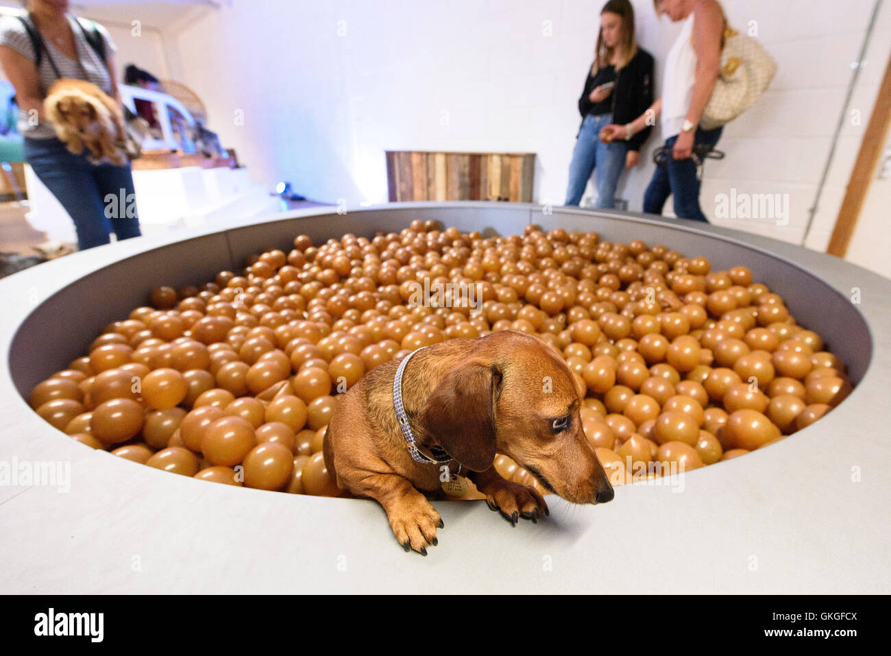 Dominc wilcoxdog hi-res stock photography and images - Alamy