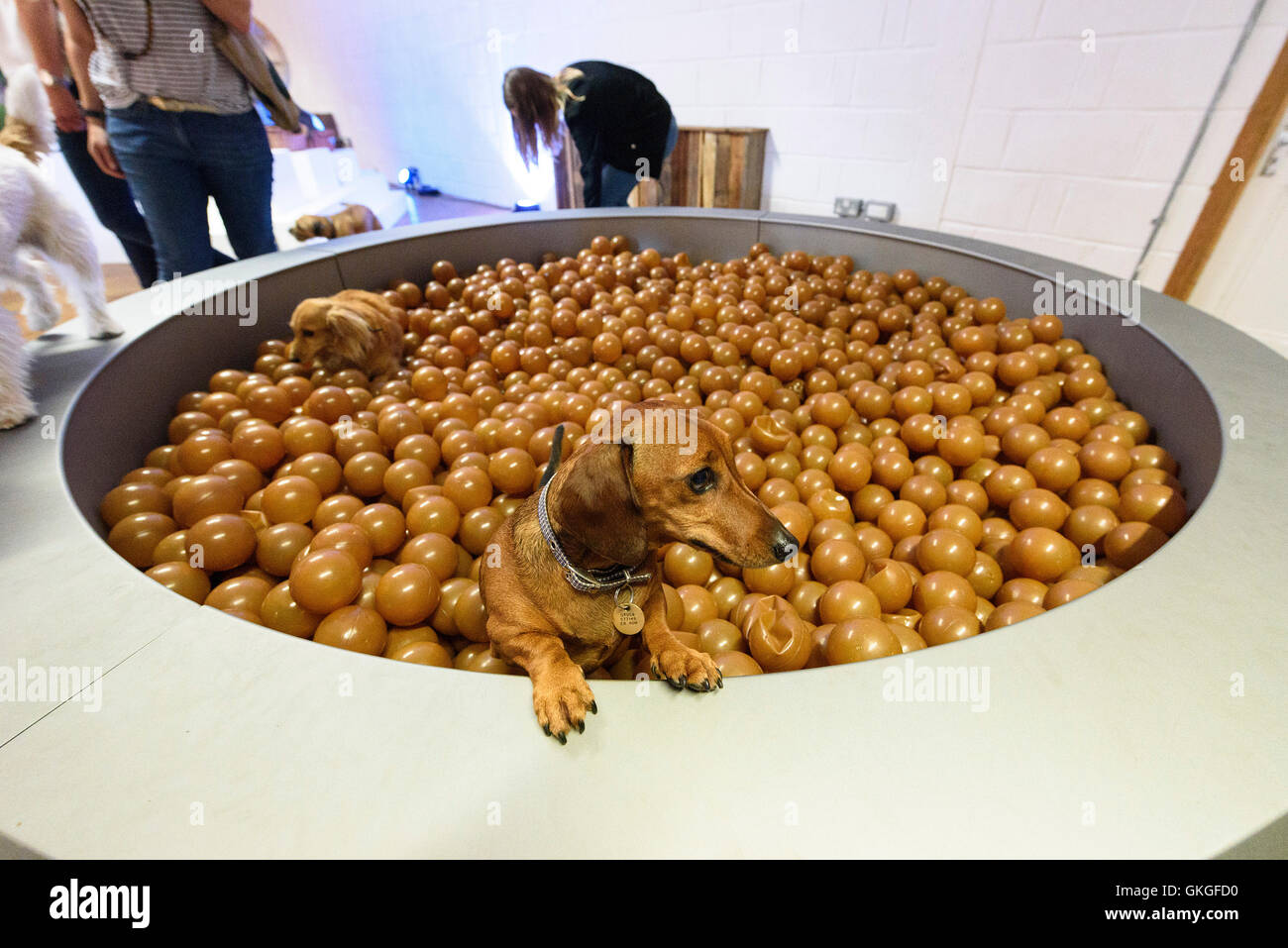 Dominc wilcox hi-res stock photography and images - Alamy