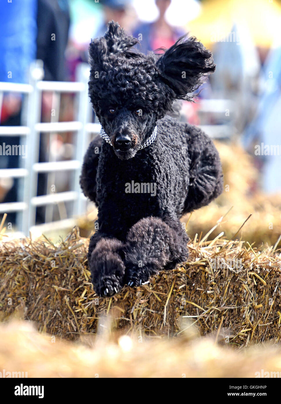 Buckham fair hi-res stock photography and images - Alamy