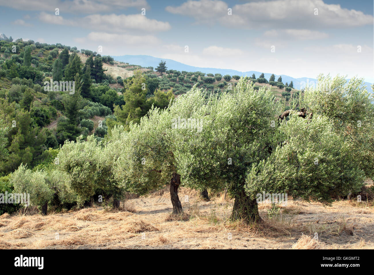 olive trees hill Stock Photo - Alamy