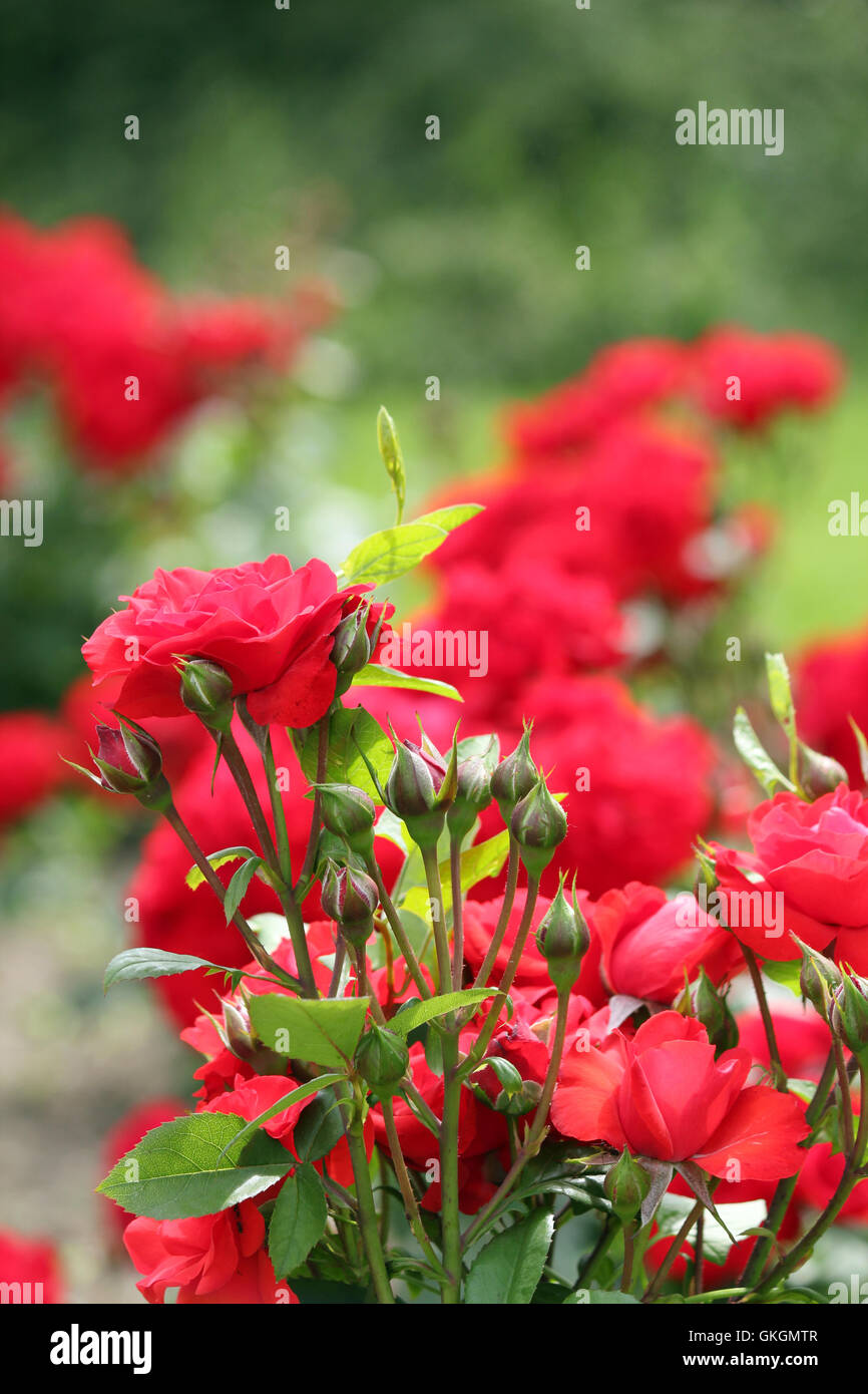 roses garden spring scene Stock Photo - Alamy