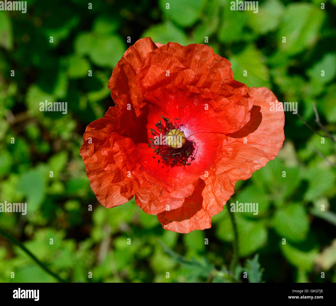 Red poppy flower hi-res stock photography and images - Alamy