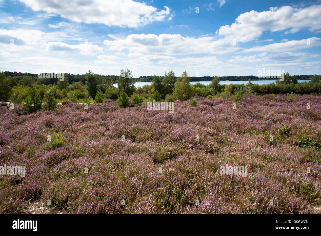 Netherlands, Limburg, national park De Maasduinen Stock Photo - Alamy