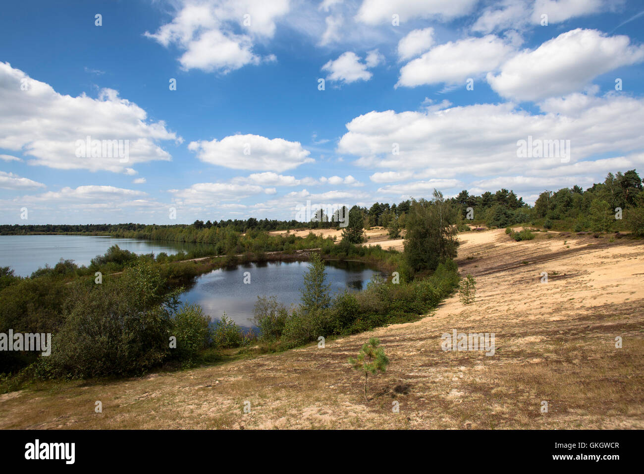 Netherlands, Limburg, national park De Maasduinen Stock Photo - Alamy