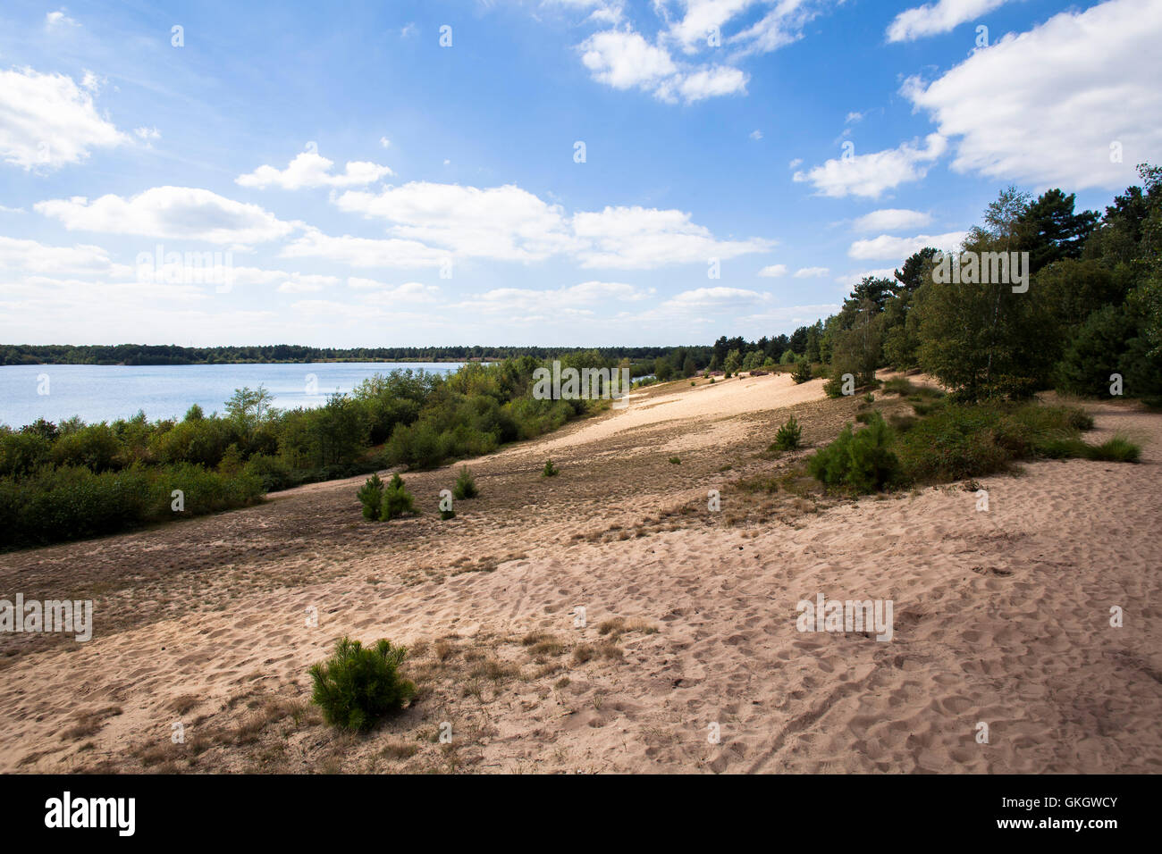 Netherlands, Limburg, national park De Maasduinen Stock Photo - Alamy