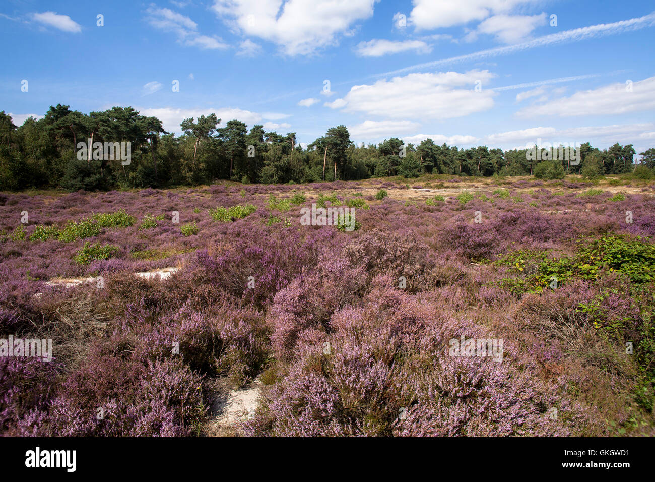Netherlands, Limburg, national park De Maasduinen Stock Photo - Alamy