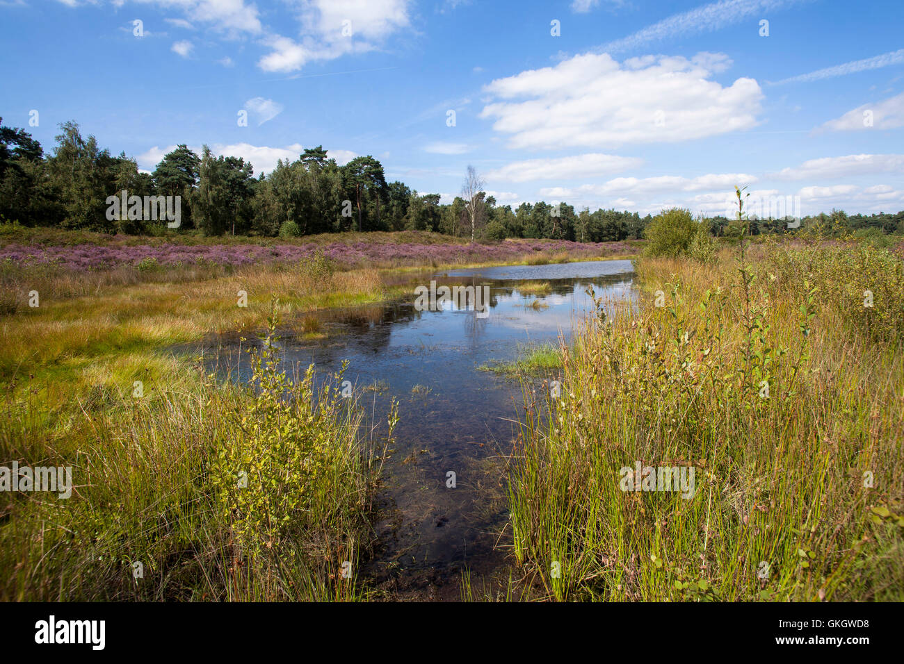 Netherlands, Limburg, national park De Maasduinen Stock Photo - Alamy