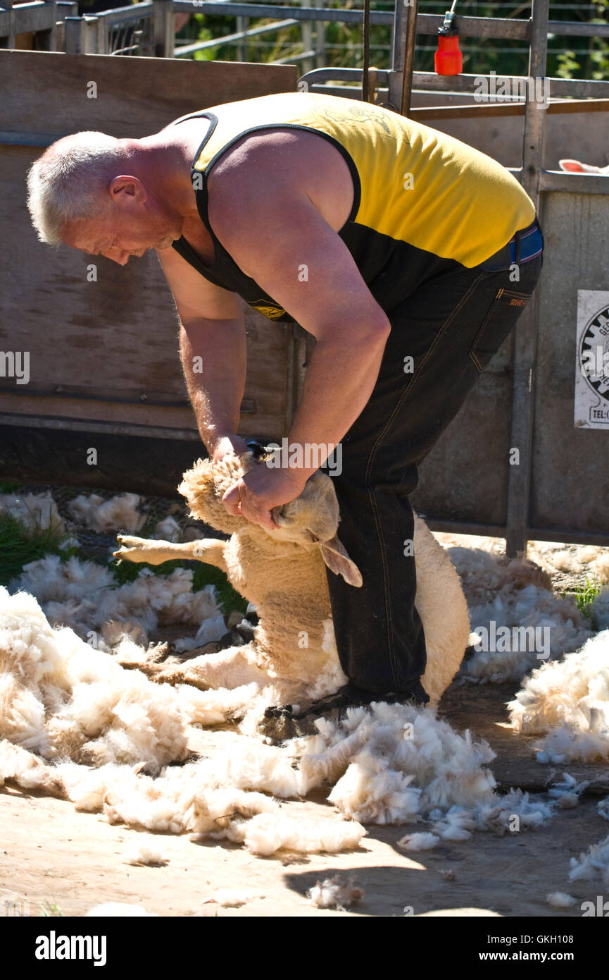 Sheep shearing at Llanthony Show near Abergavenny Monmouthshire South ...