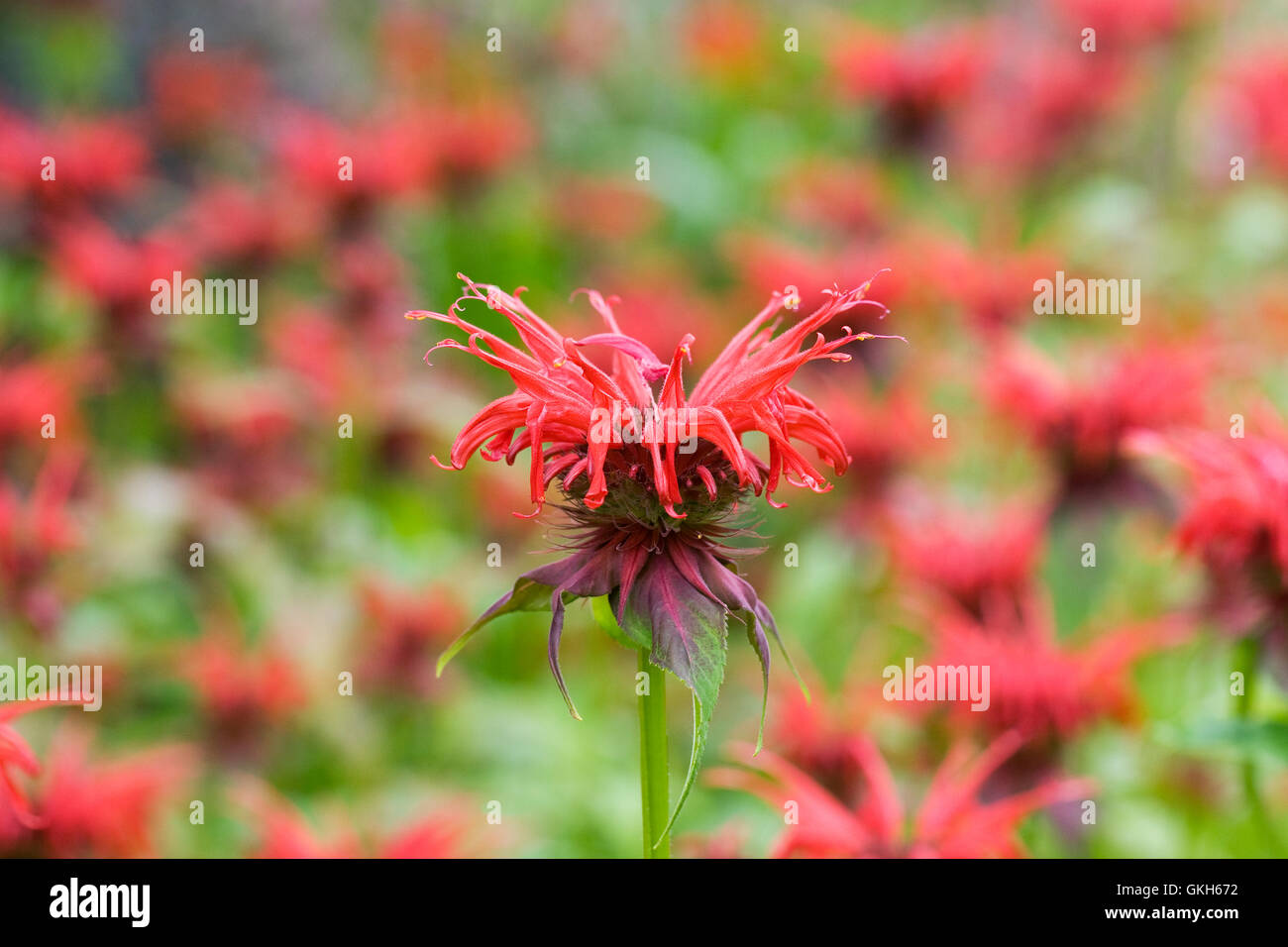 Red bergamot hi-res stock photography and images - Alamy