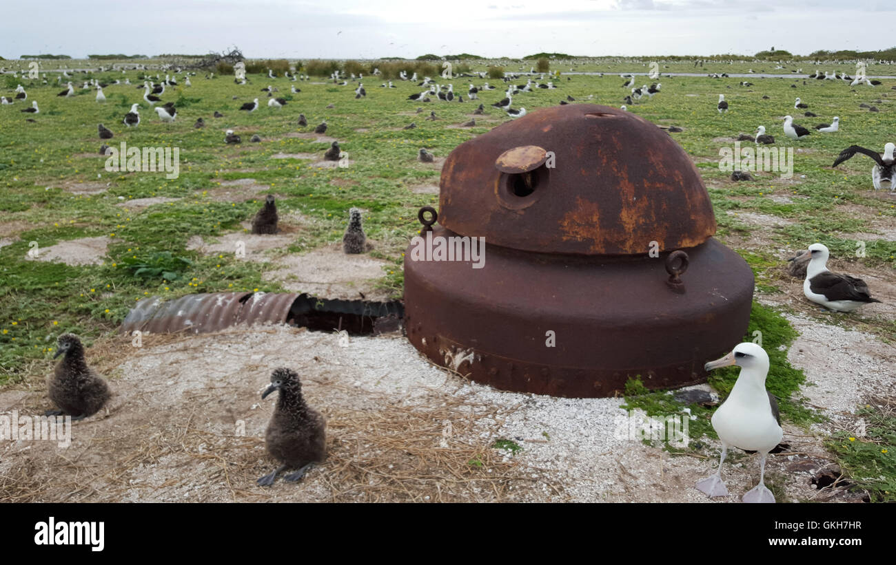 Laysan albatross and black-footed albatross nesting around a former ...