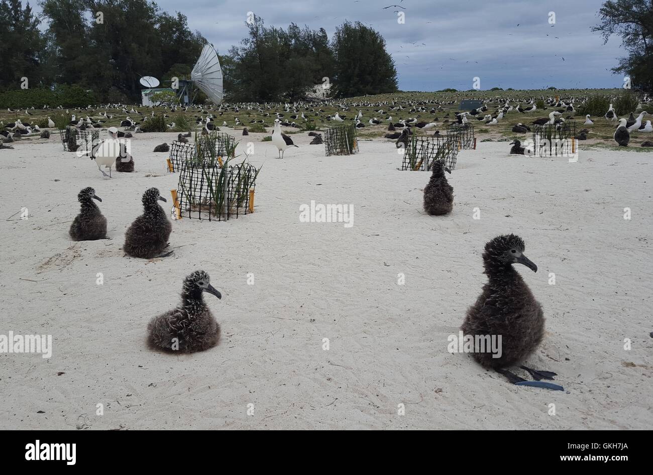 Black-footed albatross nesting around native plant restoration at the ...