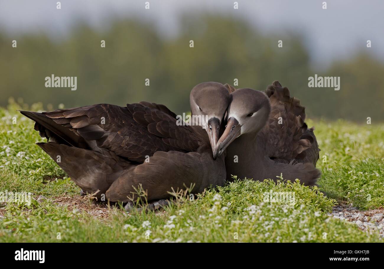Black-footed albatross pair at the Midway Atoll Wildlife Refugee in ...