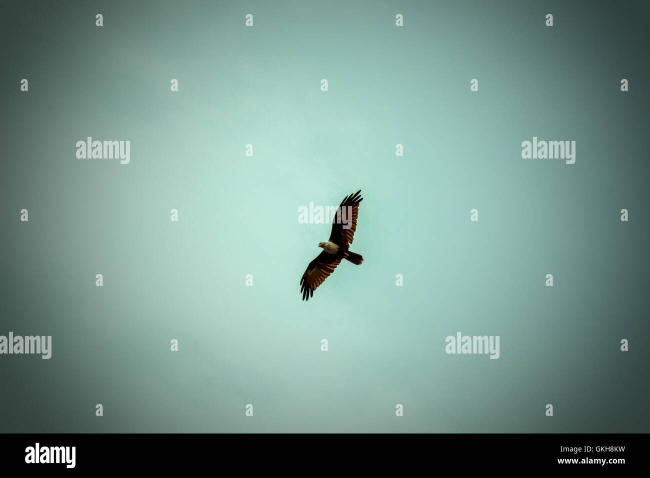 Eagle Soaring High Stock Photo - Alamy