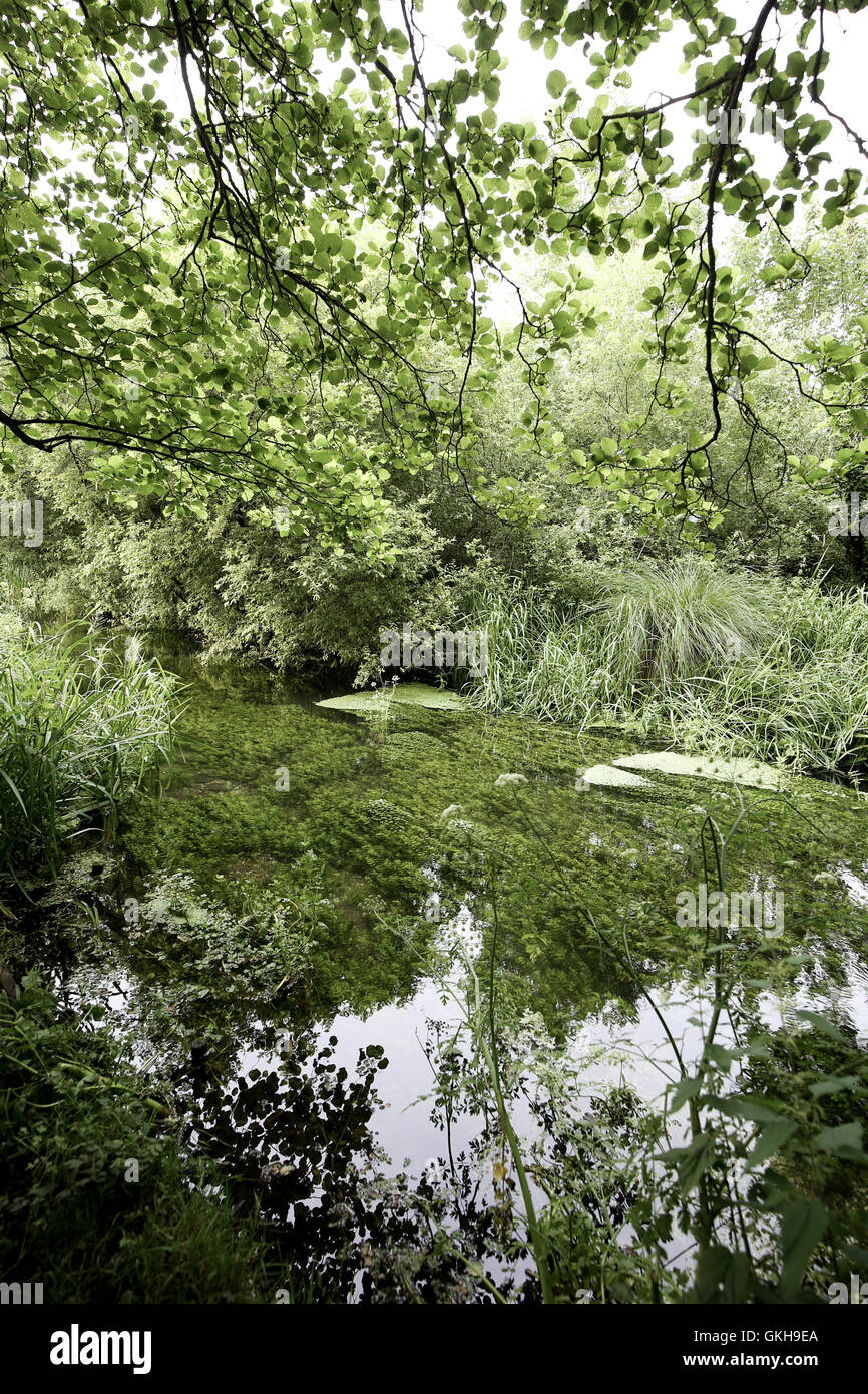 A clear water river that runs through the English countryside with lush ...