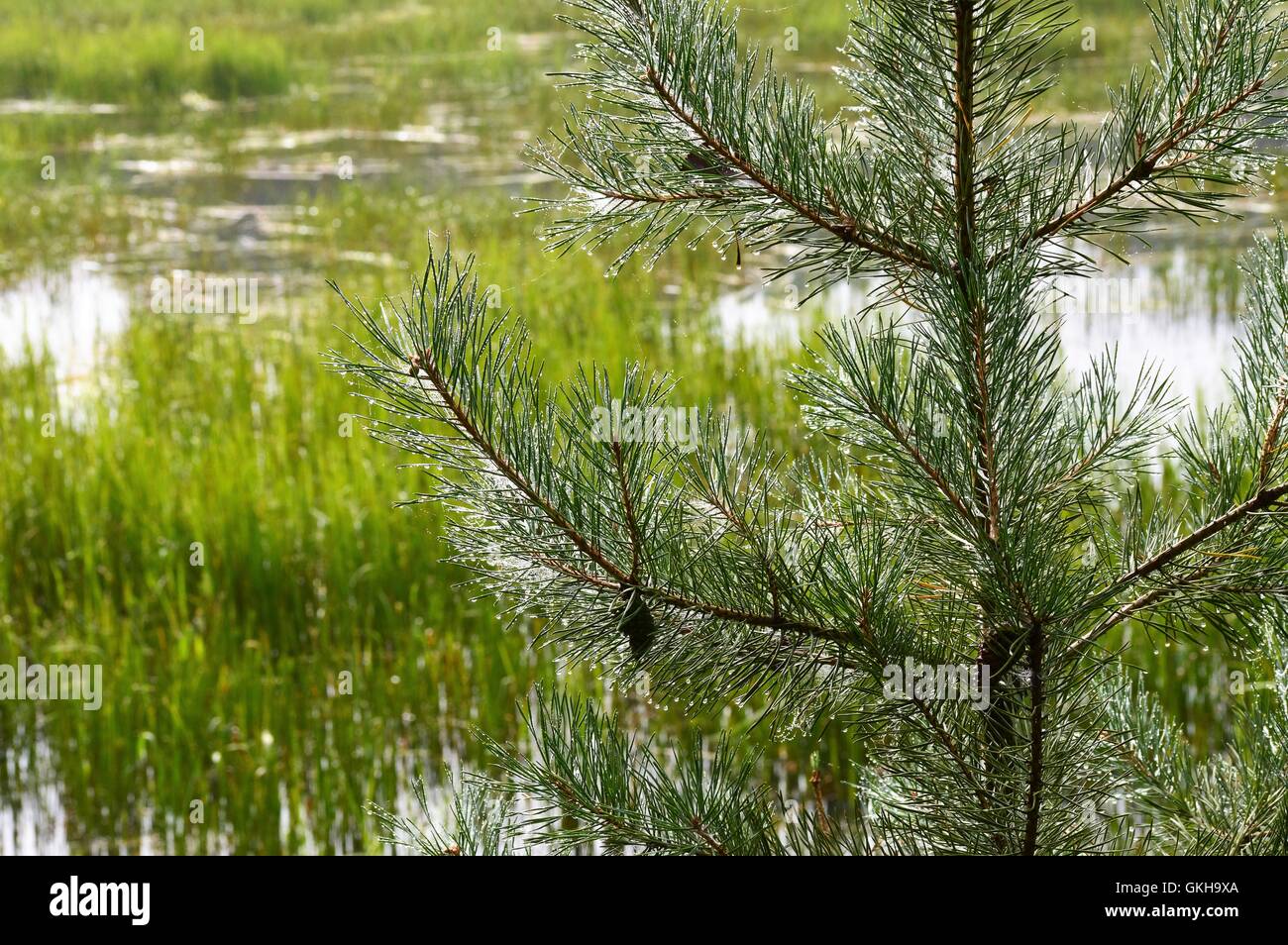 Wet Tree Branch Stock Photo - Alamy