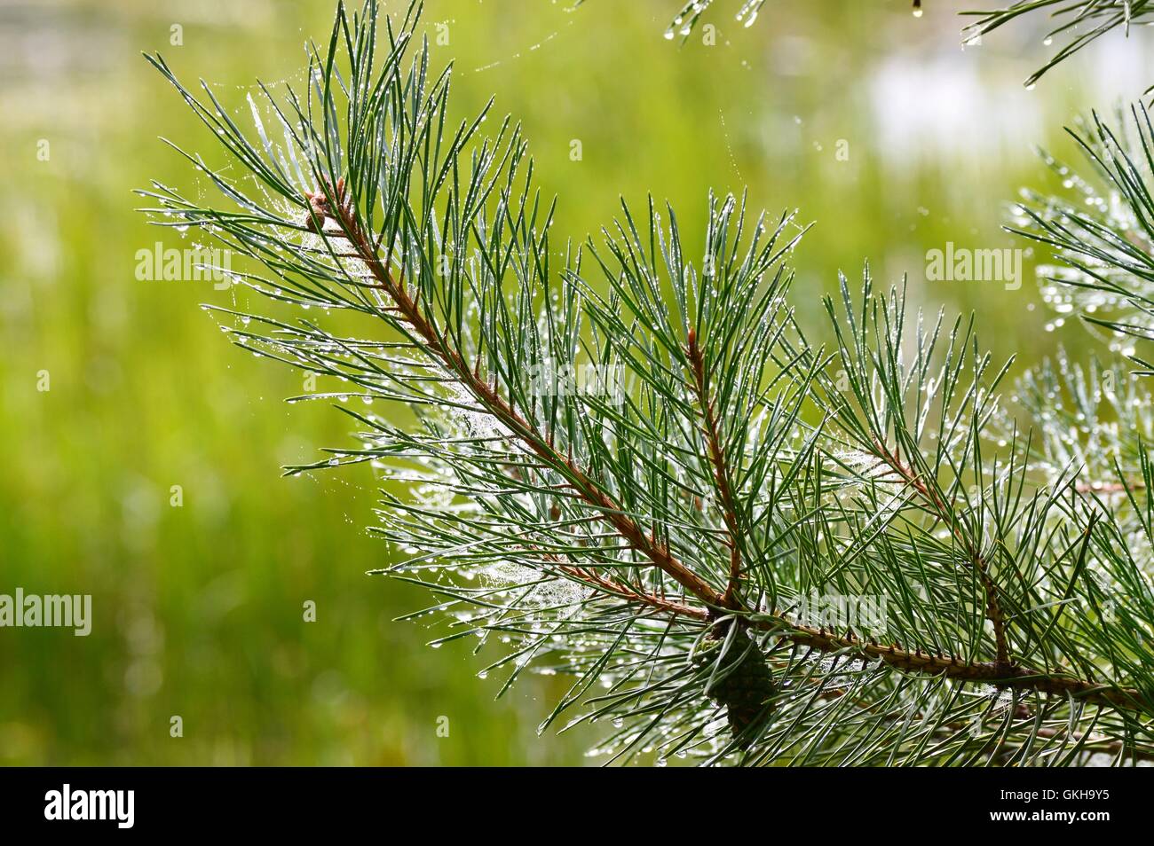 Wet tree hi-res stock photography and images - Alamy