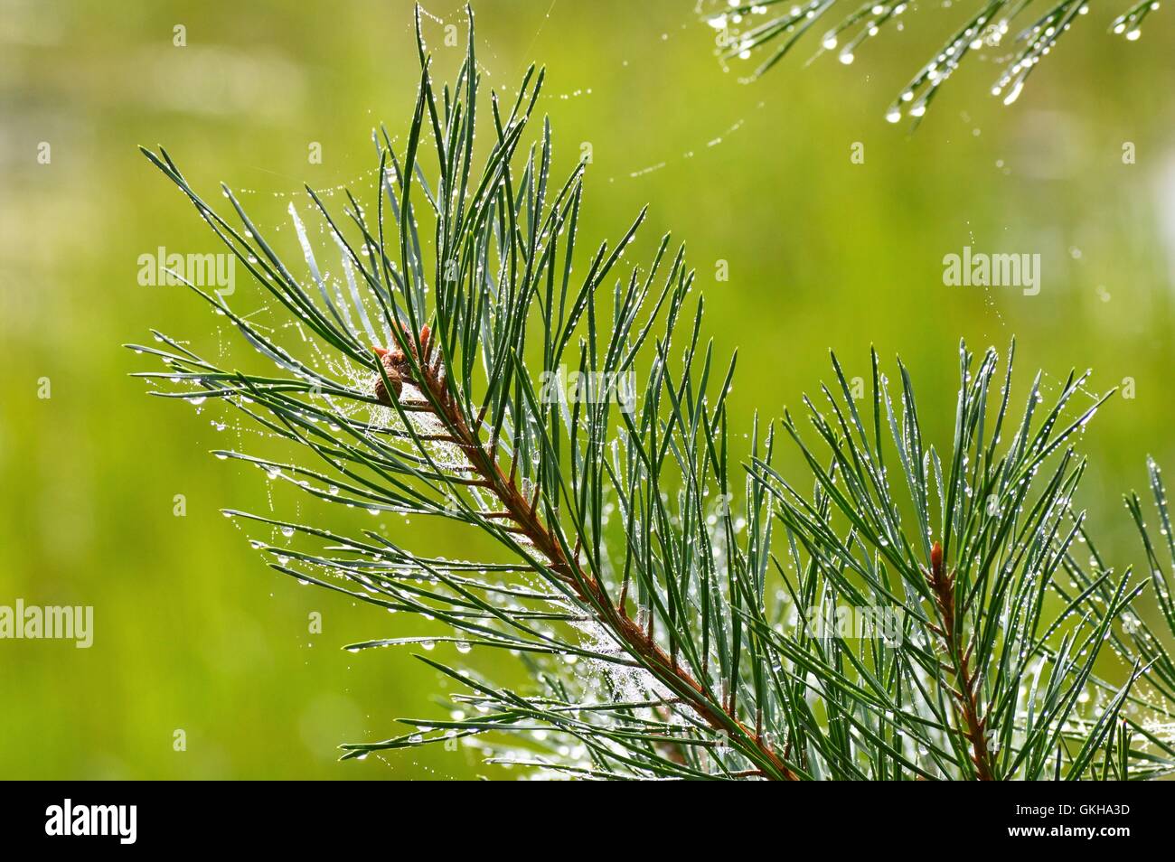 Wet tree hi-res stock photography and images - Alamy
