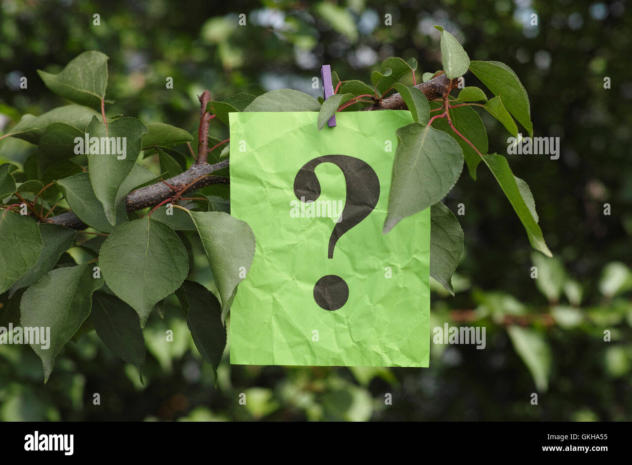 Question mark hanging on a tree. Close up. Concept image Stock Photo ...