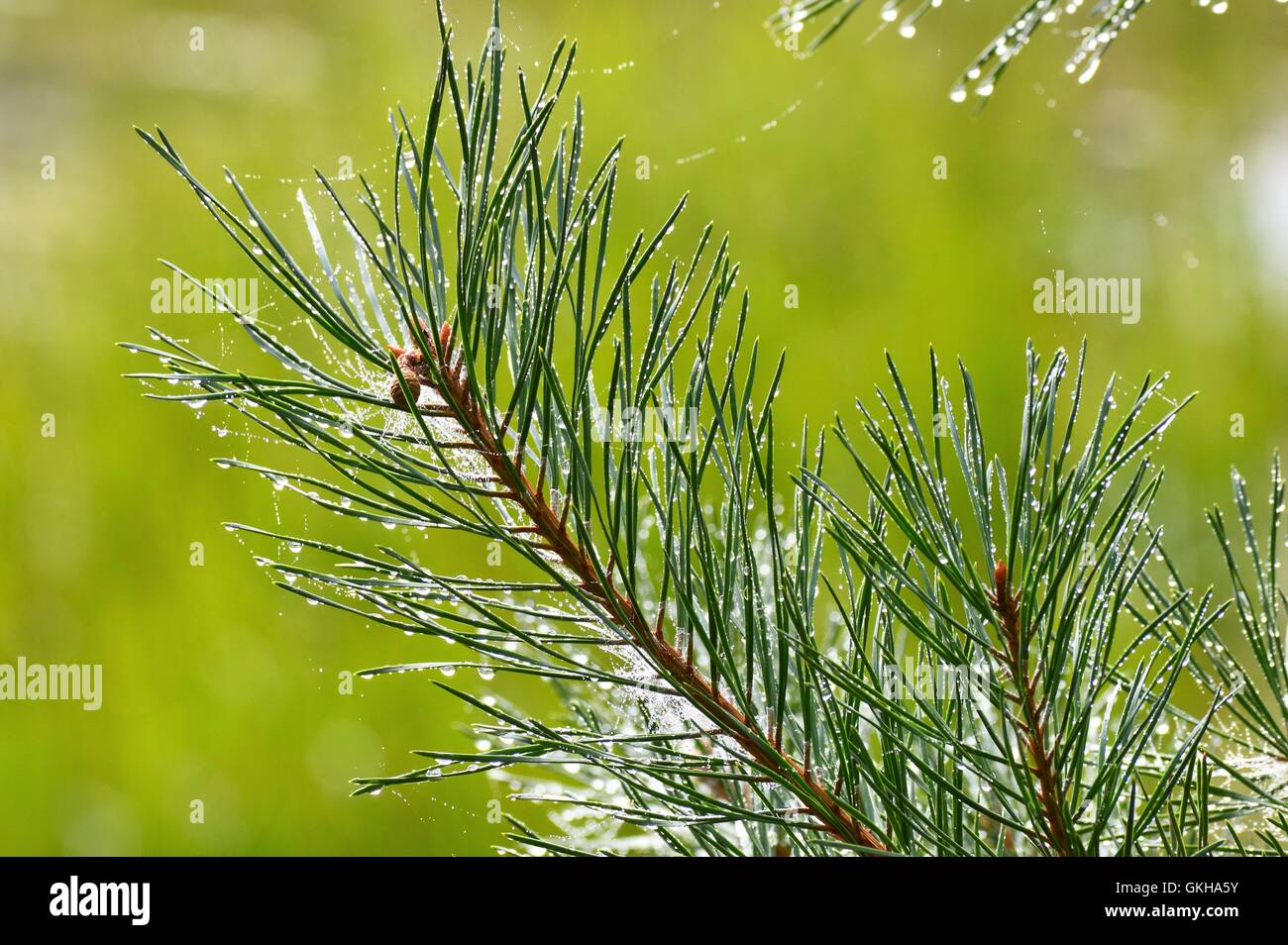 Wet Tree Branch Stock Photo - Alamy