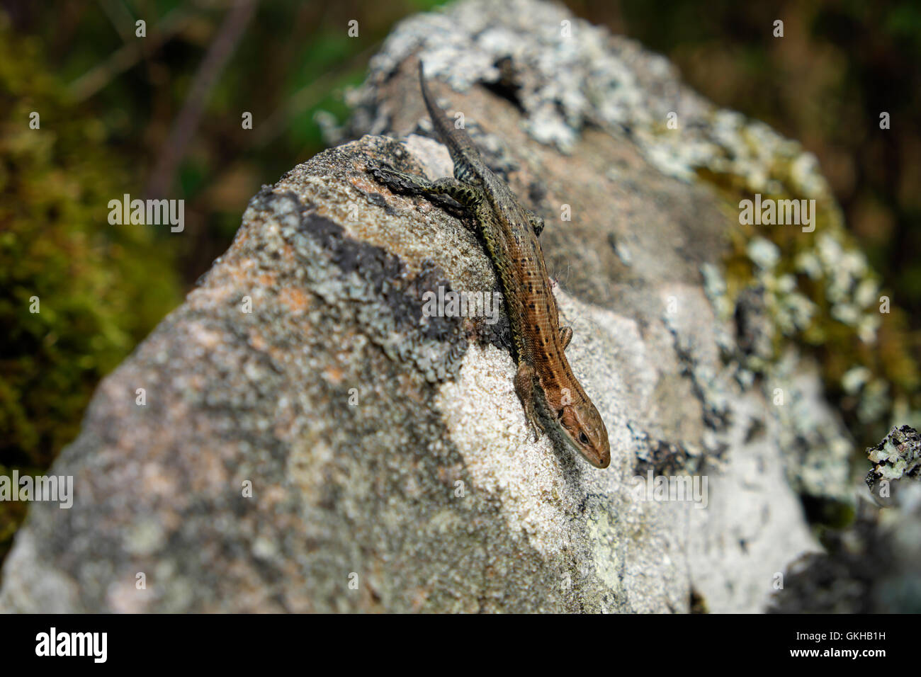 Common Lizard which can shed its tail to confuse predators Stock Photo ...