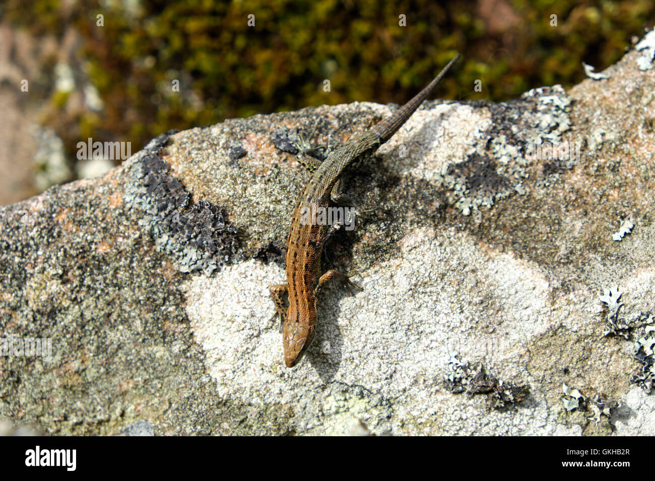 Common Lizard which can shed its tail to confuse predators Stock Photo ...
