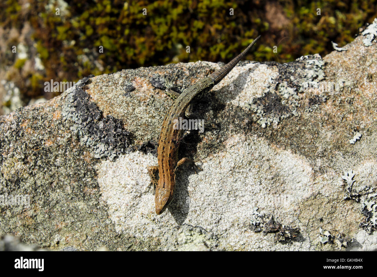 Common Lizard which can shed its tail to confuse predators Stock Photo ...