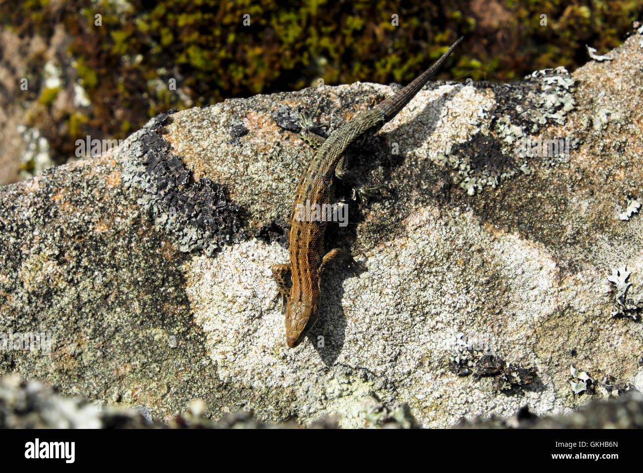 Common Lizard which can shed its tail to confuse predators Stock Photo ...