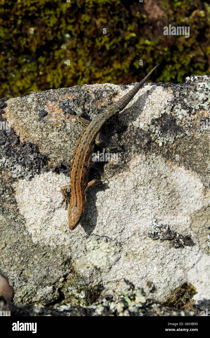 Common Lizard which can shed its tail to confuse predators Stock Photo ...
