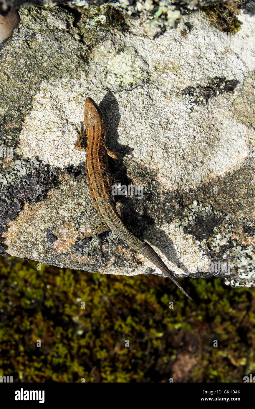 Common Lizard which can shed its tail to confuse predators Stock Photo ...