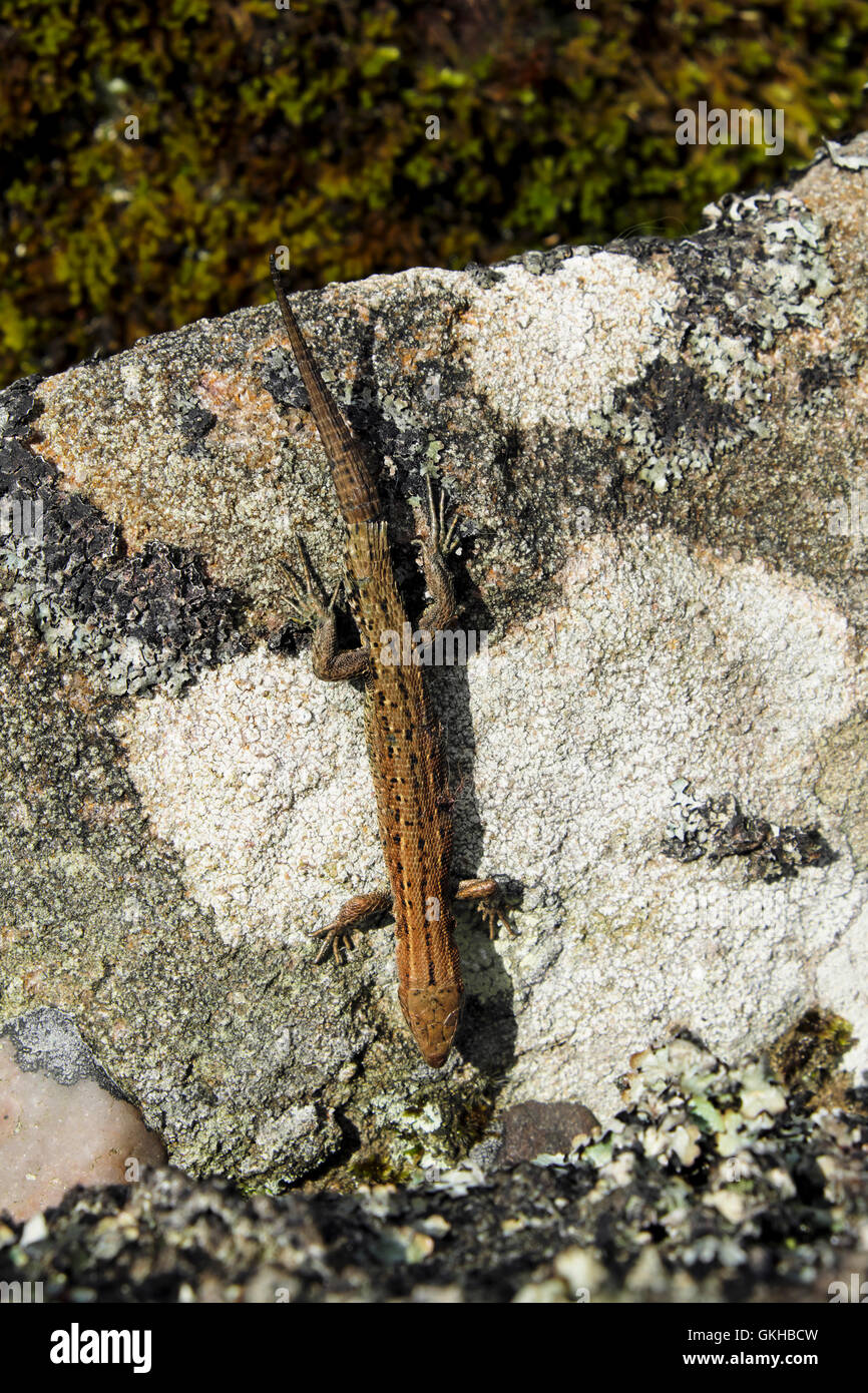 Common Lizard which can shed its tail to confuse predators Stock Photo ...