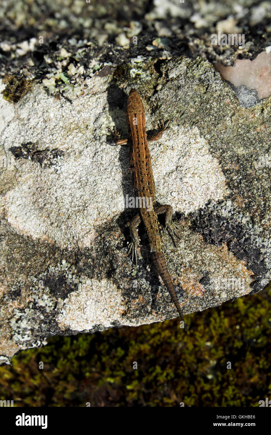 Common Lizard which can shed its tail to confuse predators Stock Photo ...