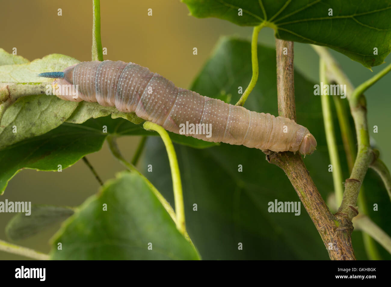 Raupenstadium hi-res stock photography and images - Alamy