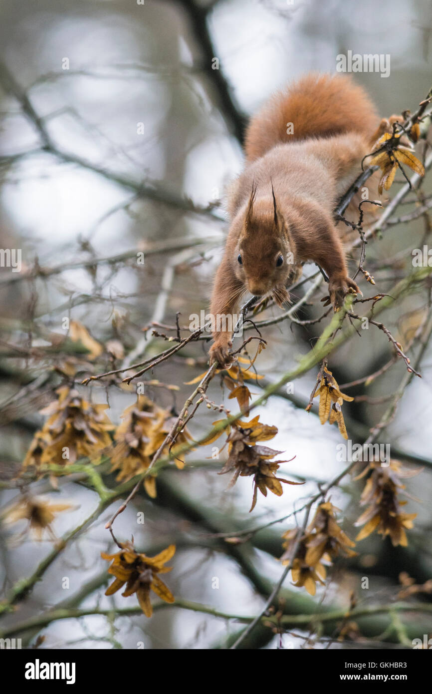 Red squirrel with acorn hi-res stock photography and images - Alamy
