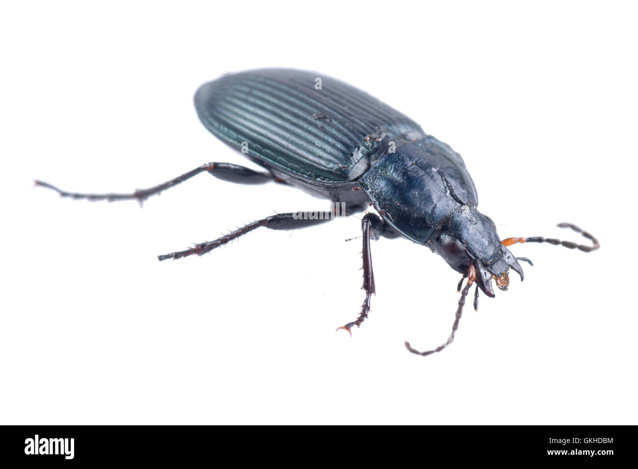 Black bug isolated on a white background Stock Photo - Alamy