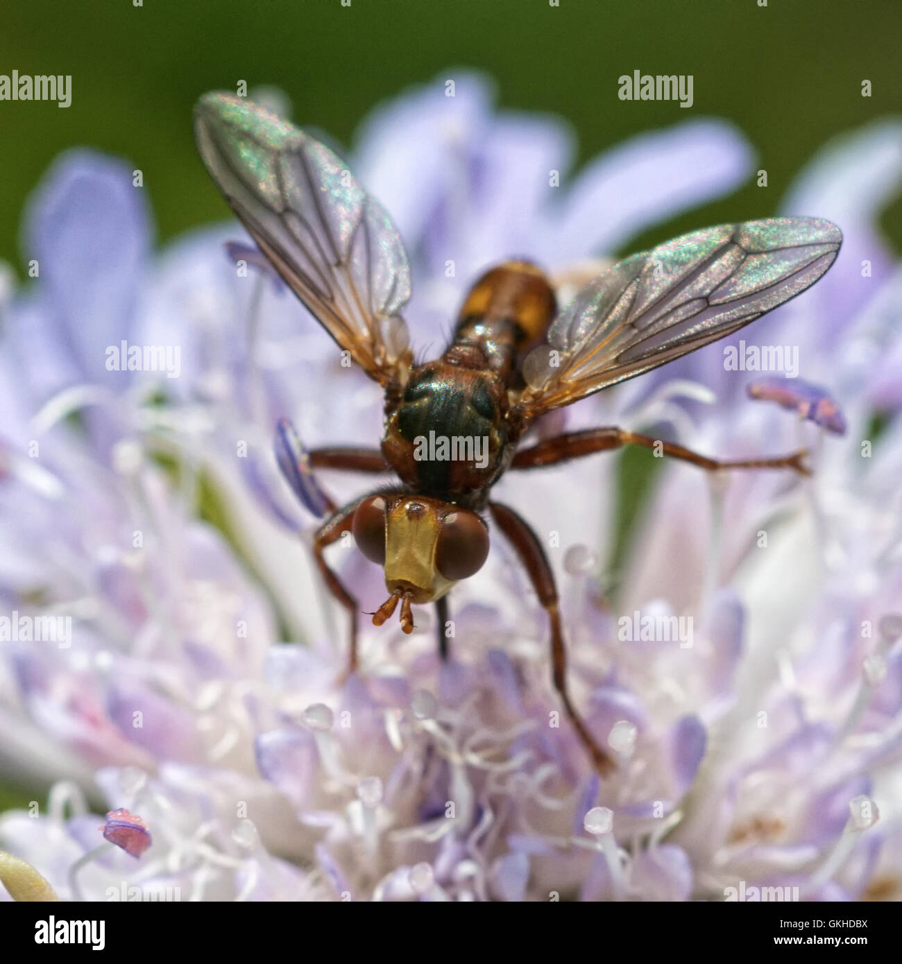 Fly sitting on a violet flower with blurred background Stock Photo - Alamy