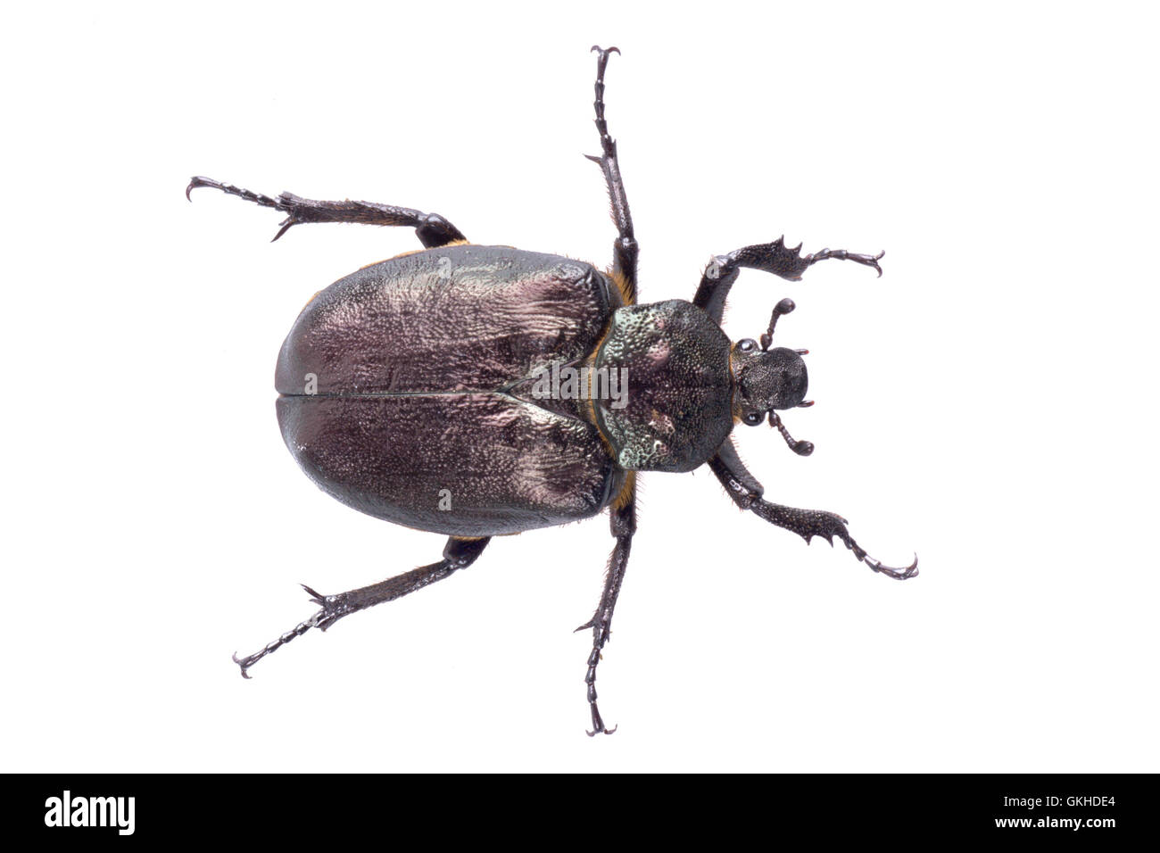Black bug with yellow dots isolated on a white background Stock Photo ...