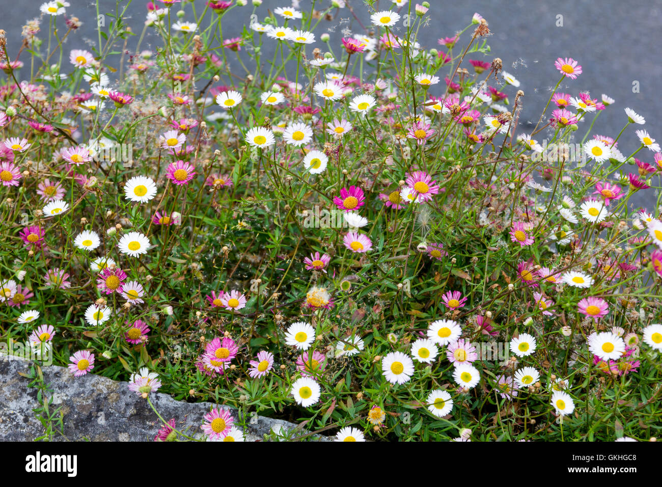 Colourful Clump of Ornamental Daisies Growing on a Limestone Wall in ...