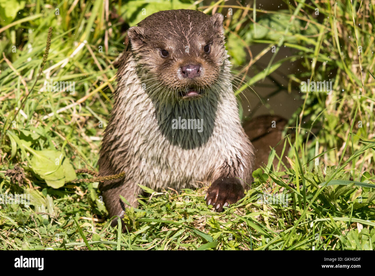 Head and Shoulders of a British Otter (Lutra lutra) Shaking Water From ...