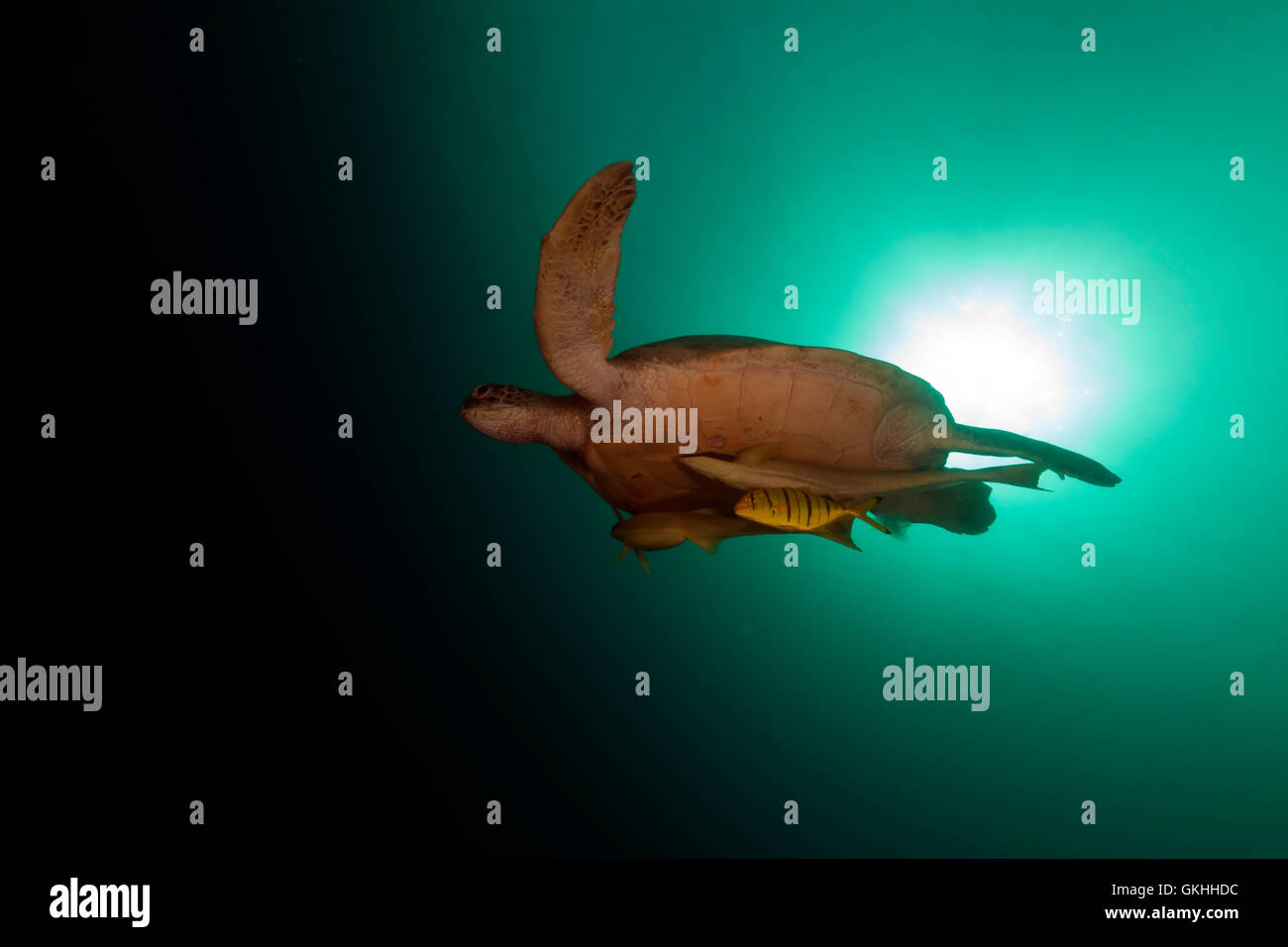 Green turtle (chelonia midas) in the Red Sea Stock Photo - Alamy