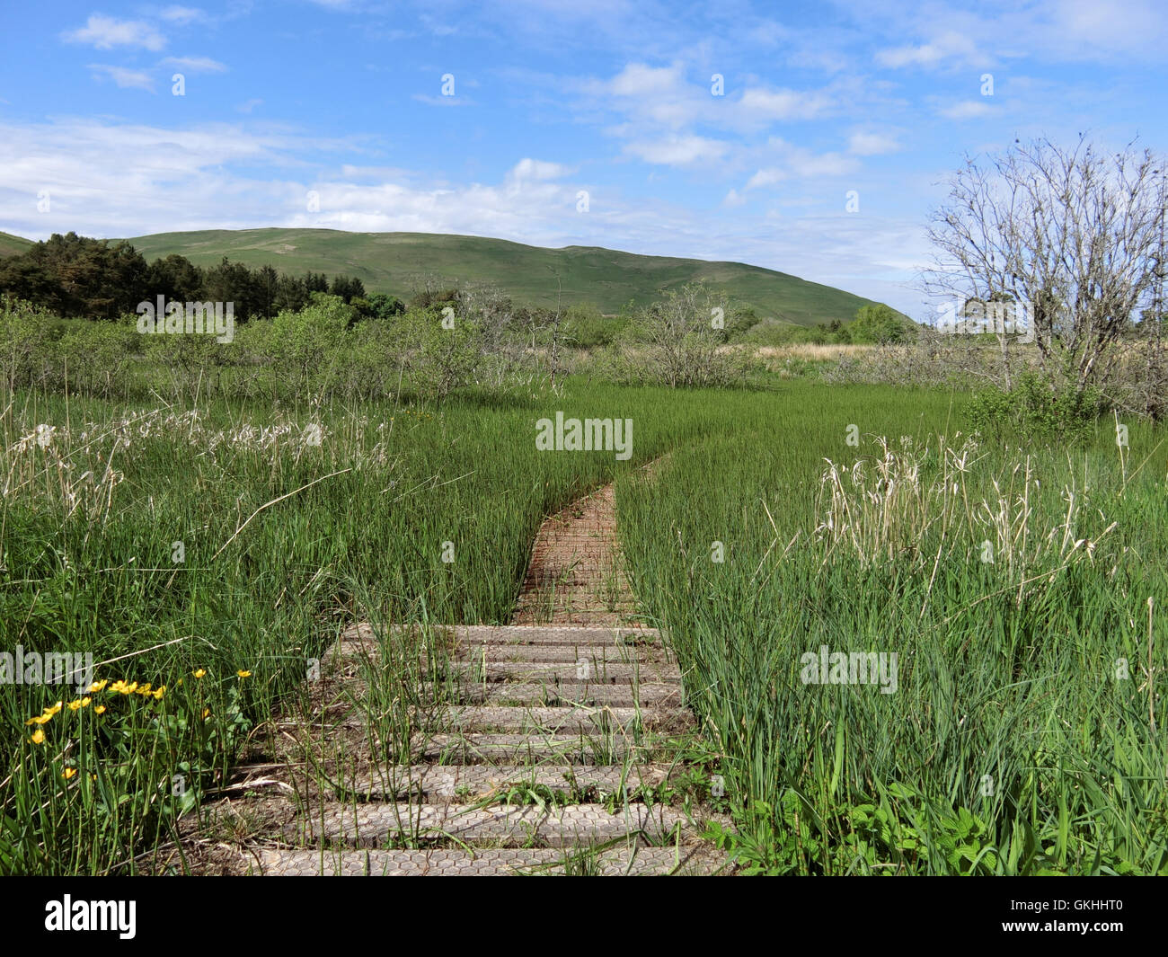 Ettrick marshes hi-res stock photography and images - Alamy