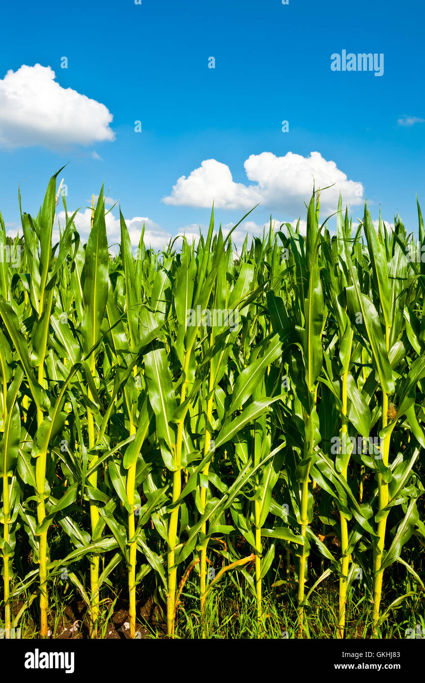 Corn in Bavaria Stock Photo - Alamy