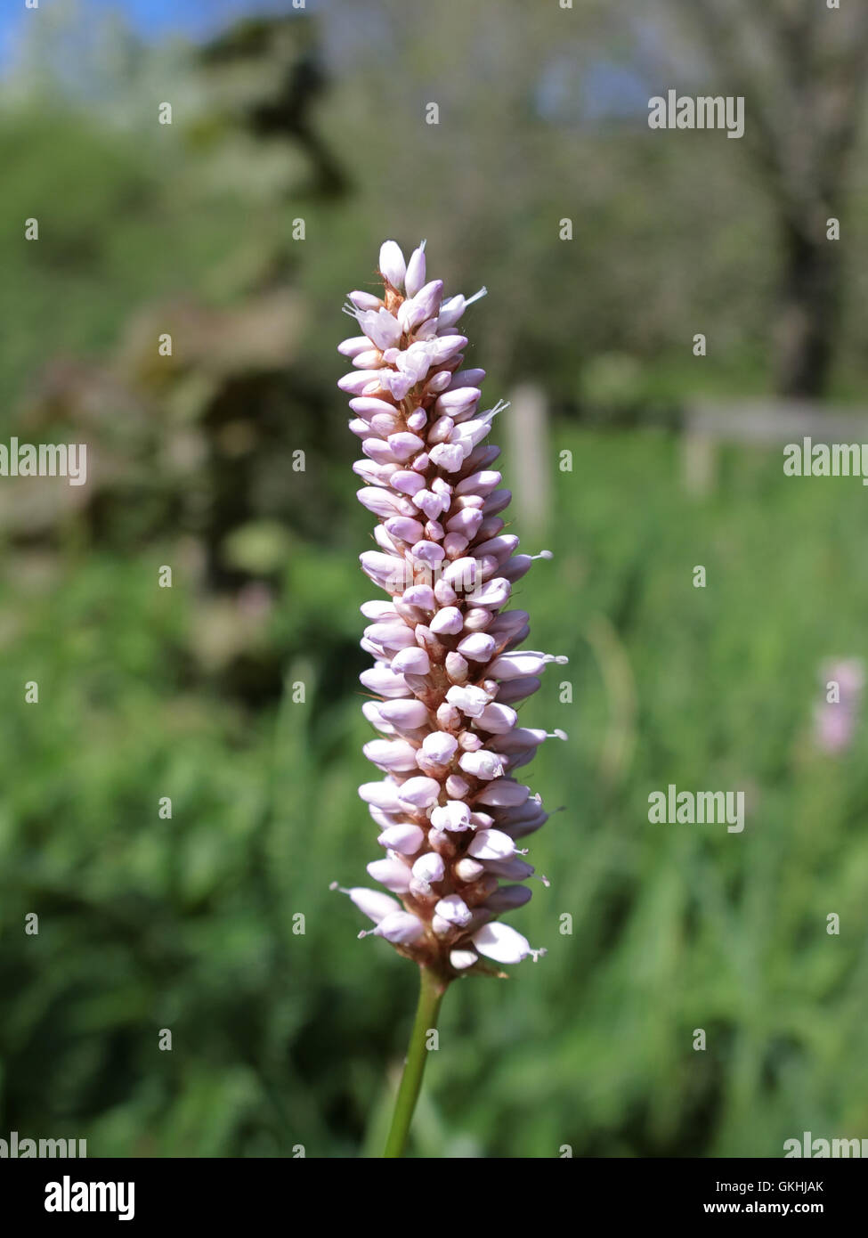 Amphibious Bistort known scientifically as Persicaria amphibia or ...