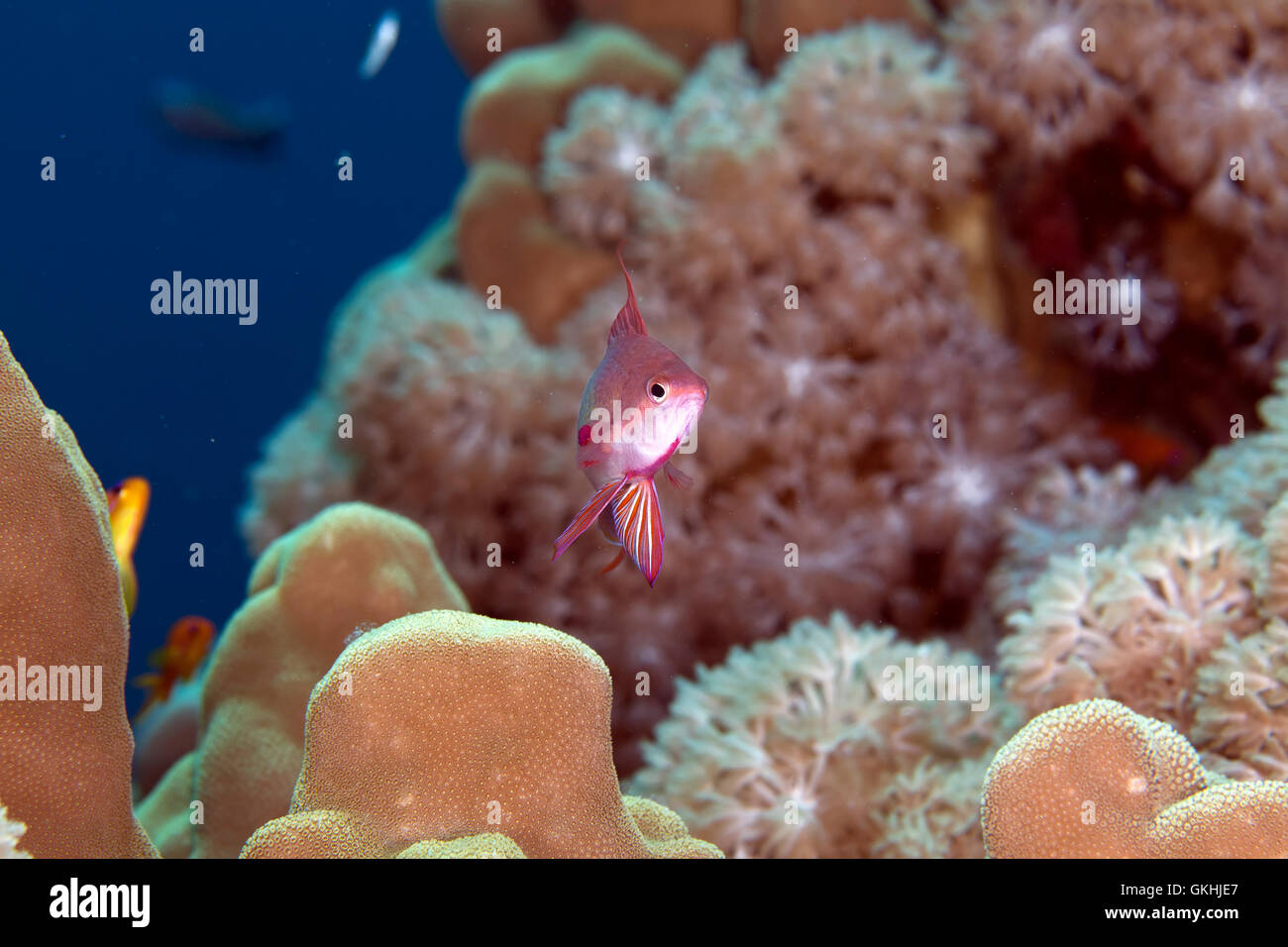 Lyretail anthias in the Red Sea Stock Photo - Alamy
