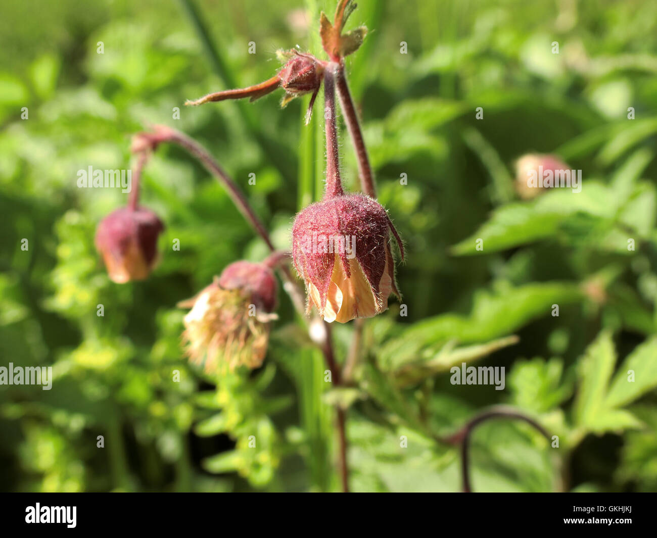 Water Avens ( Geum rivale ) in Flower During Summer, UK Stock Photo - Alamy