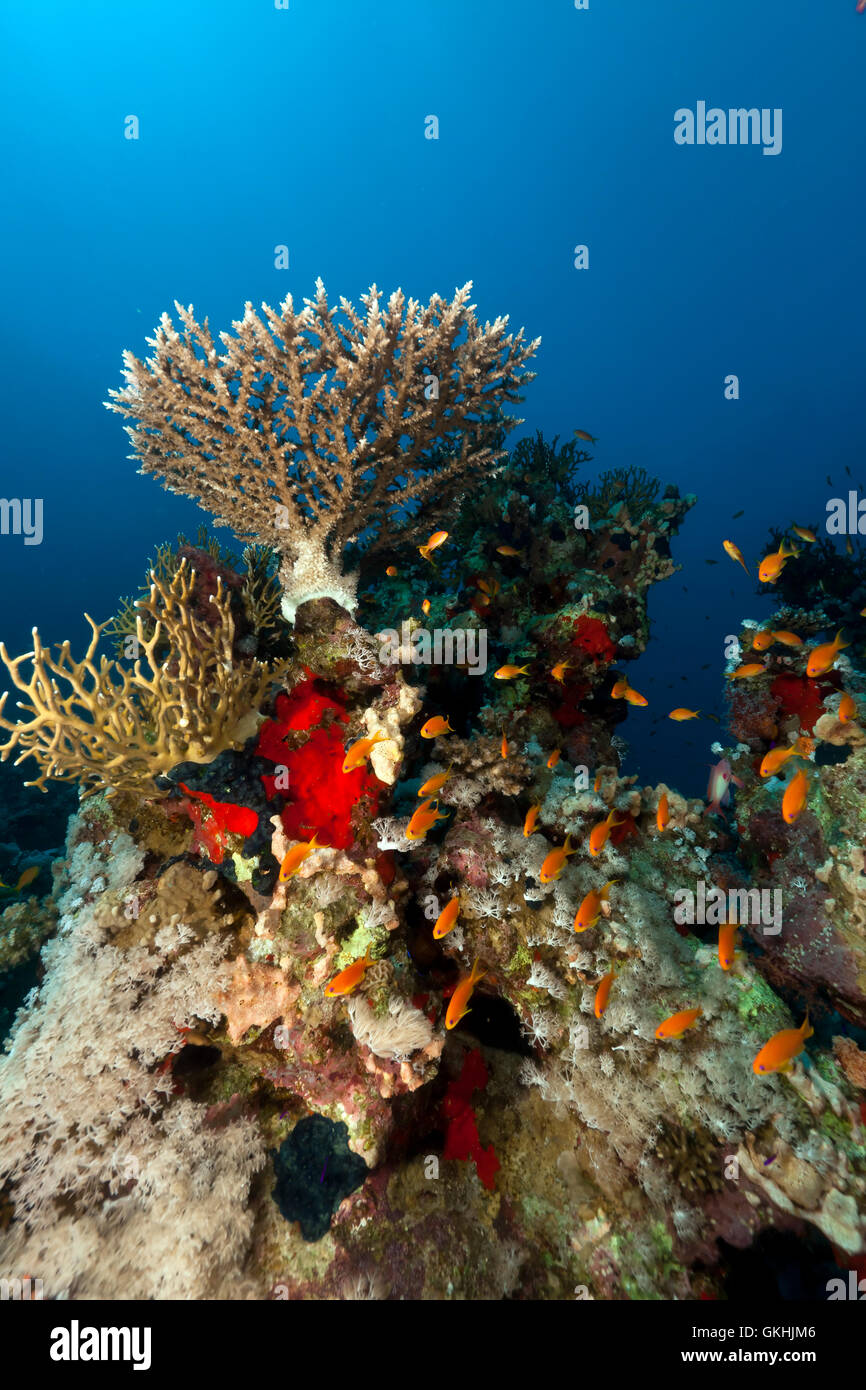 Acropora in the Red Sea Stock Photo - Alamy