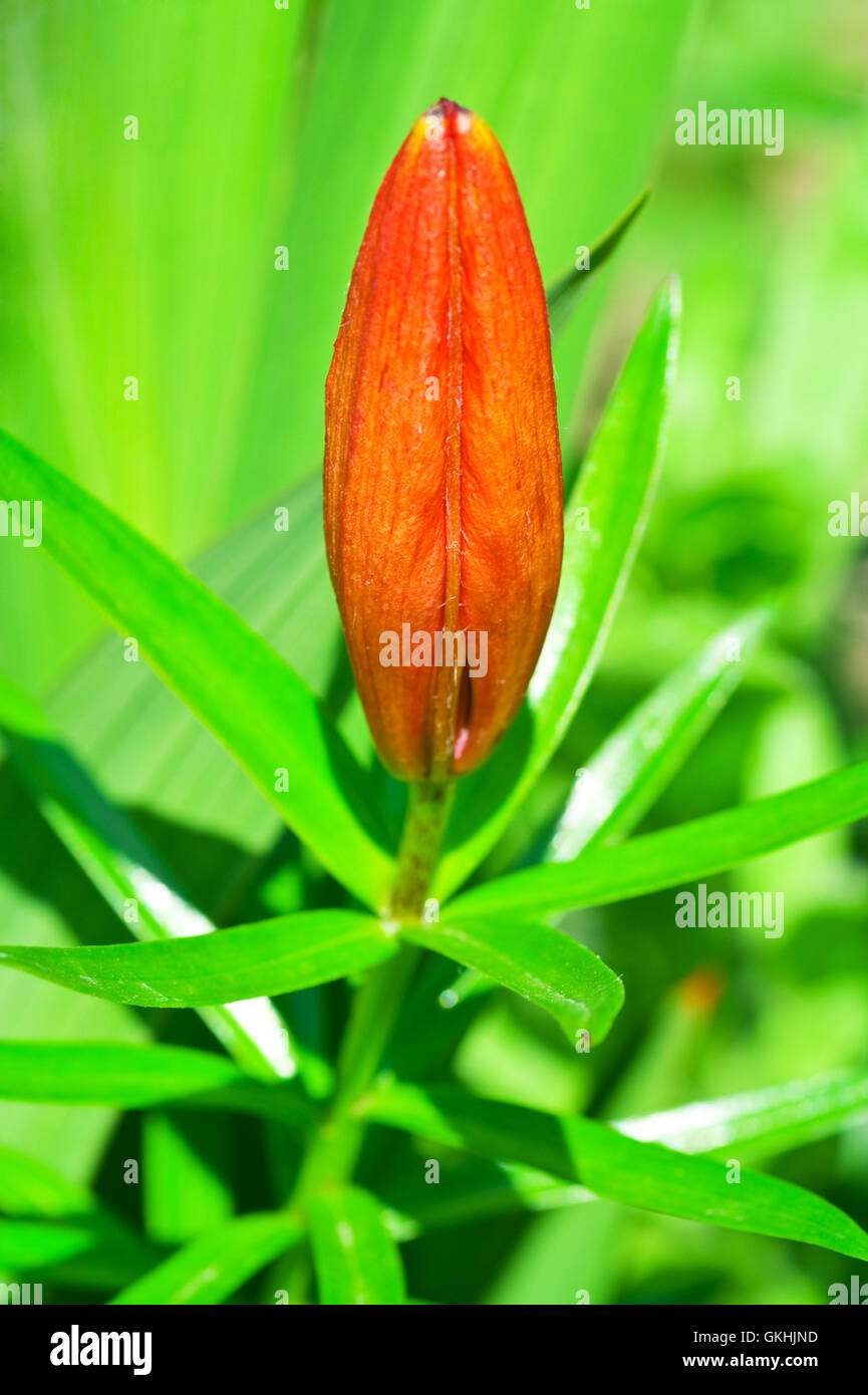bud of royal red lily Stock Photo - Alamy